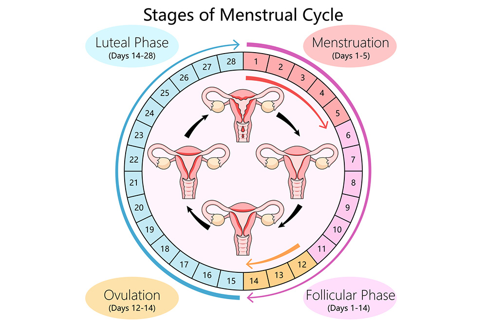 What Menstrual Cycle