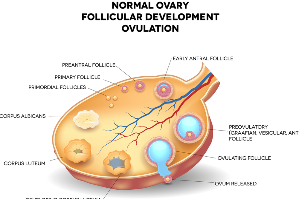 Follicular Vs. Luteal Phase: What's The Difference? - Rosh Maternal & Fetal Medicine OBGYN